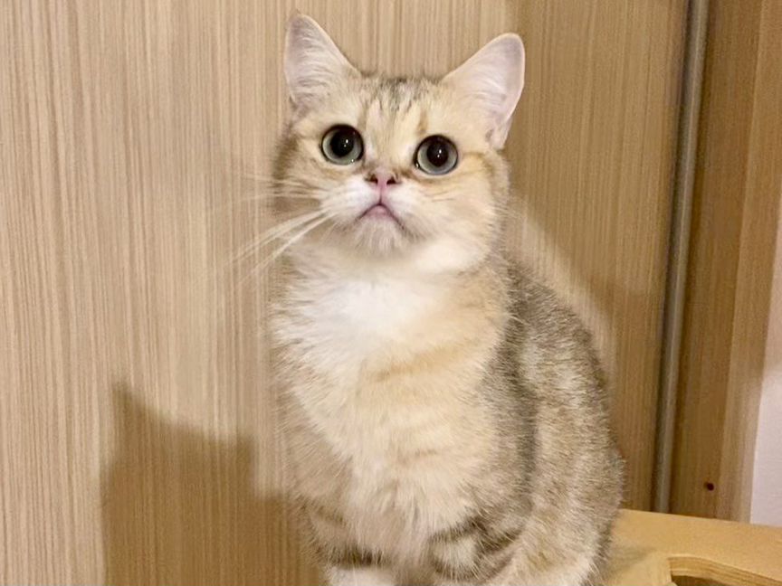 Британская кошка золотая шиншилла в добрые руки