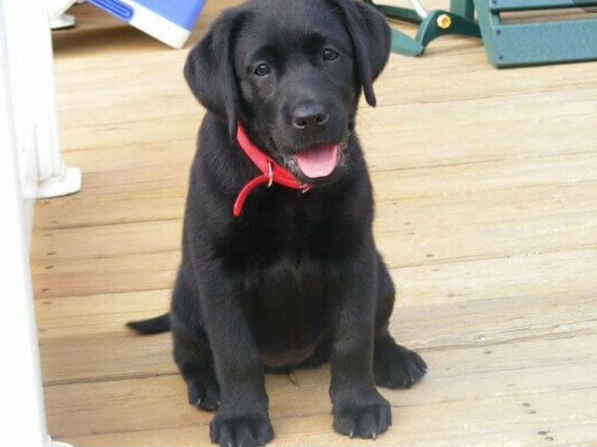 Лабрадор щенок