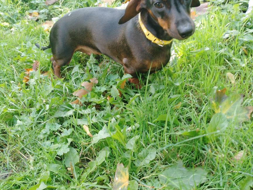 Кроличья такса