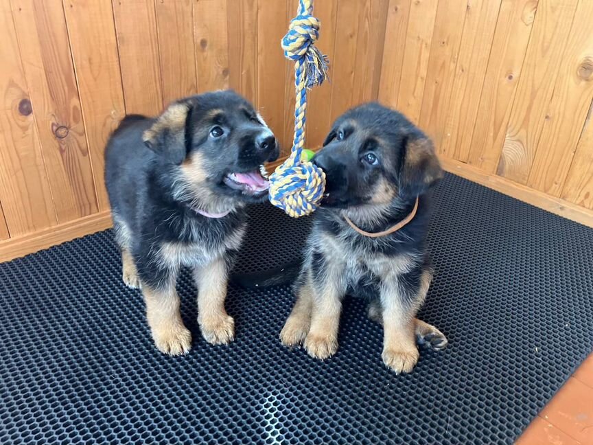 Щенки немецкой овчарки РКФ