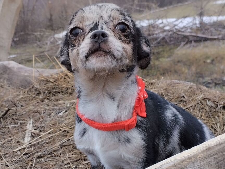 Девочка окрас голубой мерле(мини)