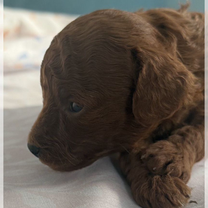 Той-пудель, щенок