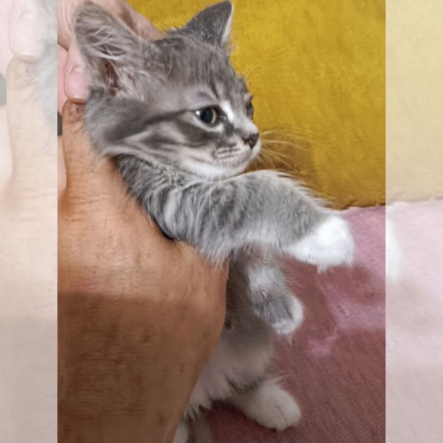 Котёнок в добрые руки