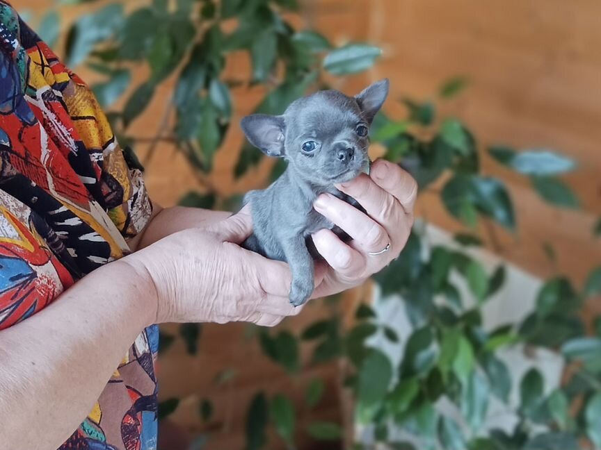 Чихуахуа любовь на всю жизнь