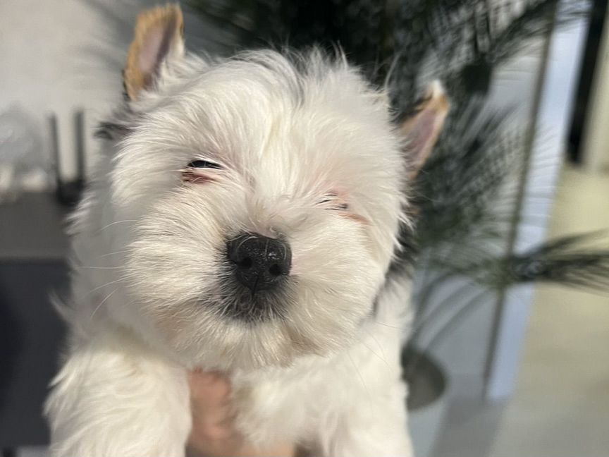 Бивер терьер девочка