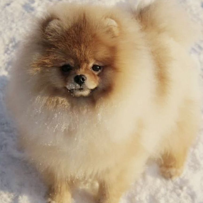 Шпиц мальчик красавчик