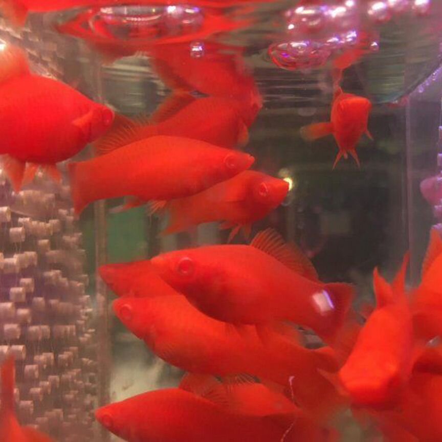 Рубиновые меченосцы