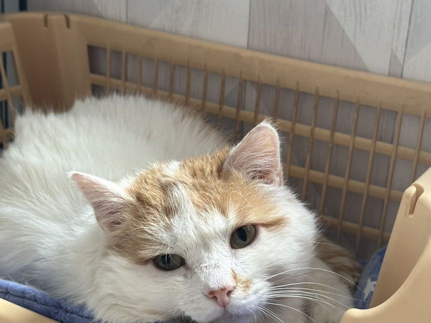 Котик Антоша ищет семью