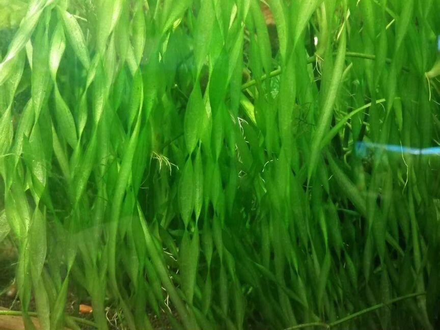 Валиснерия спиральная