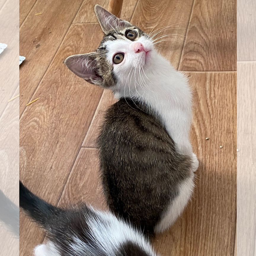 Котёнок в добрые руки
