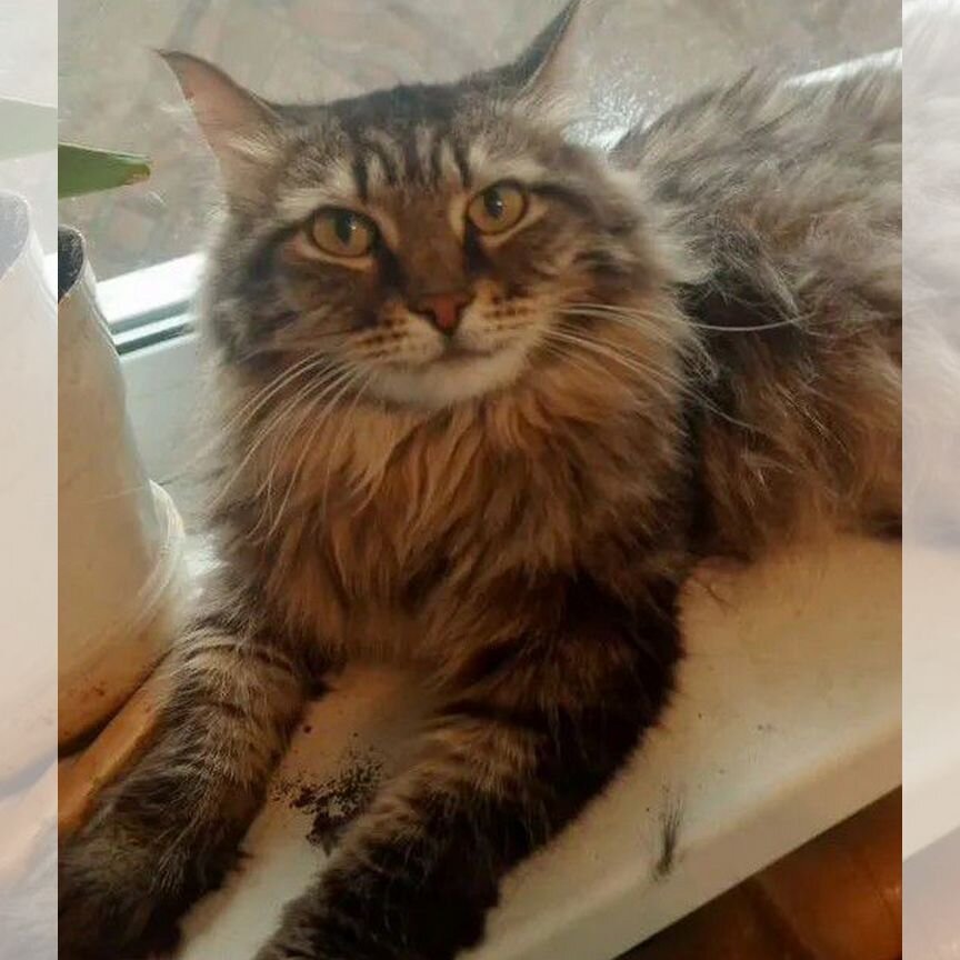 Сибирская кошка, взрослая