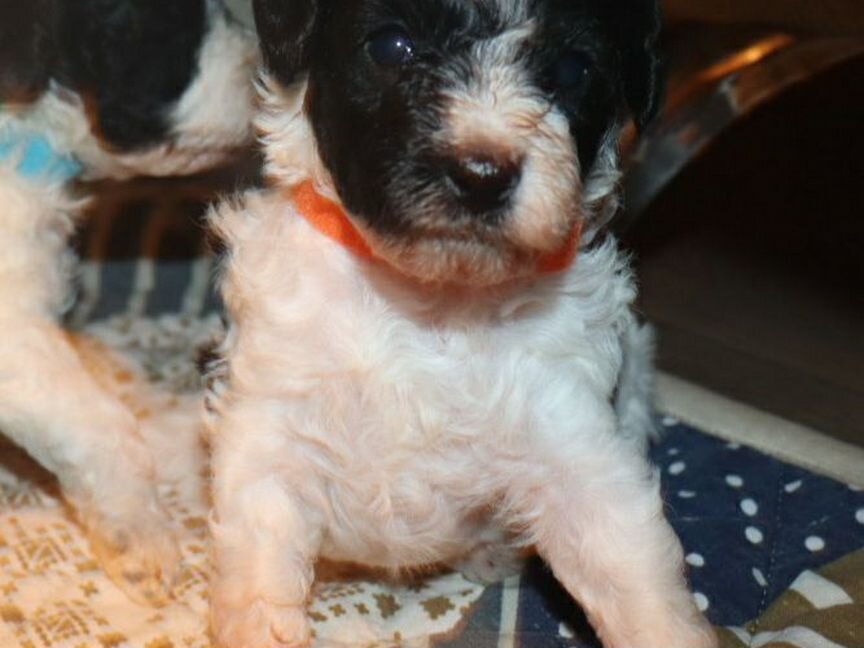 Щенки пуделя (шьены, арлекины)