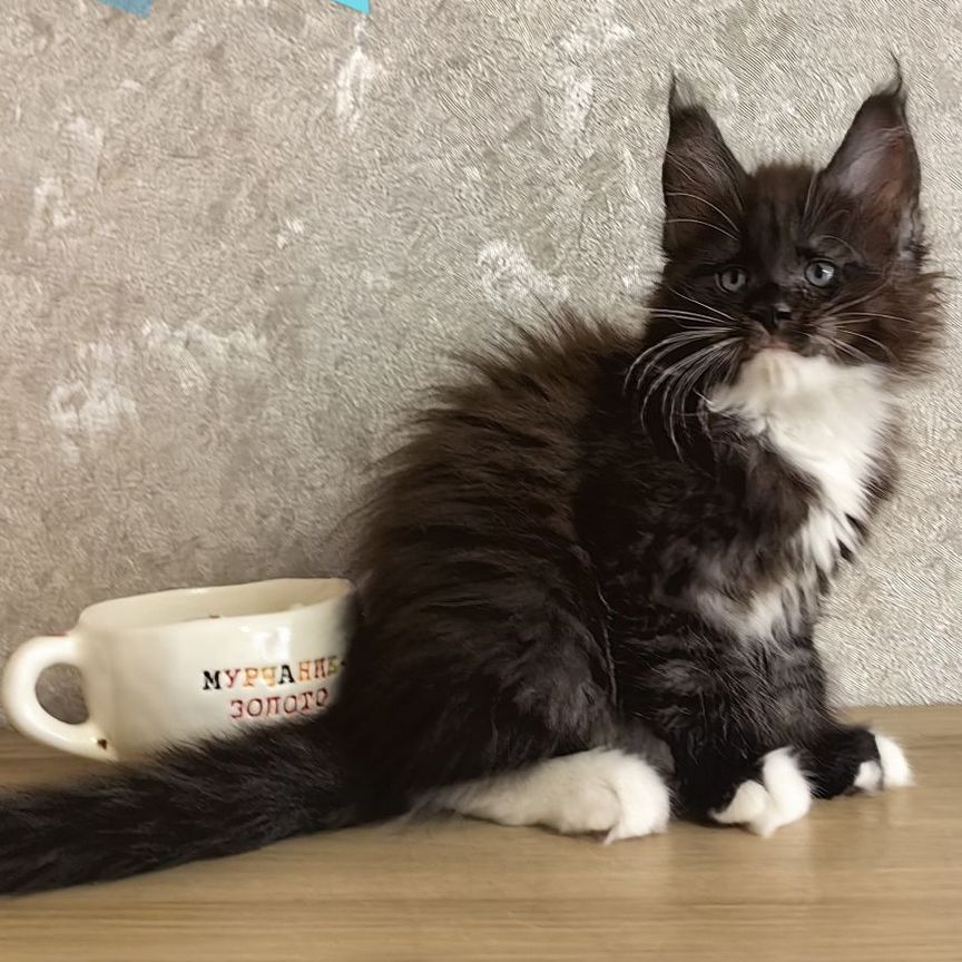 Мейн-кун котёнок