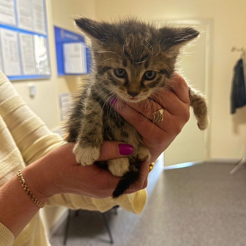 Котёнок в добрые руки