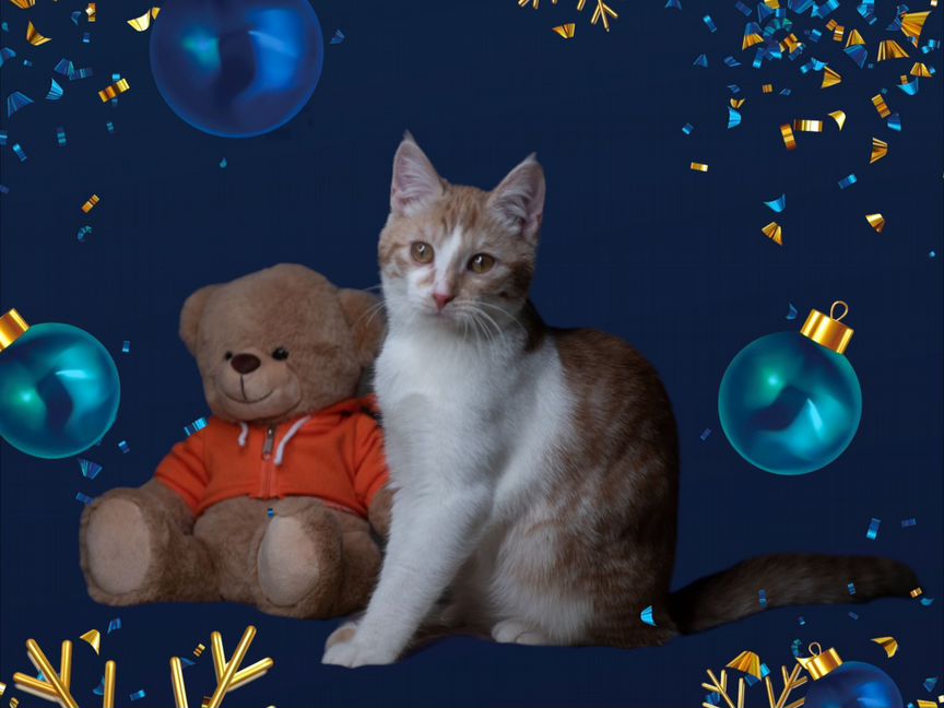 Очень ласковый котёнок в добрые руки