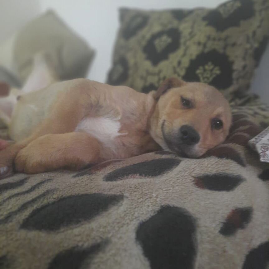 Собака в добрые руки