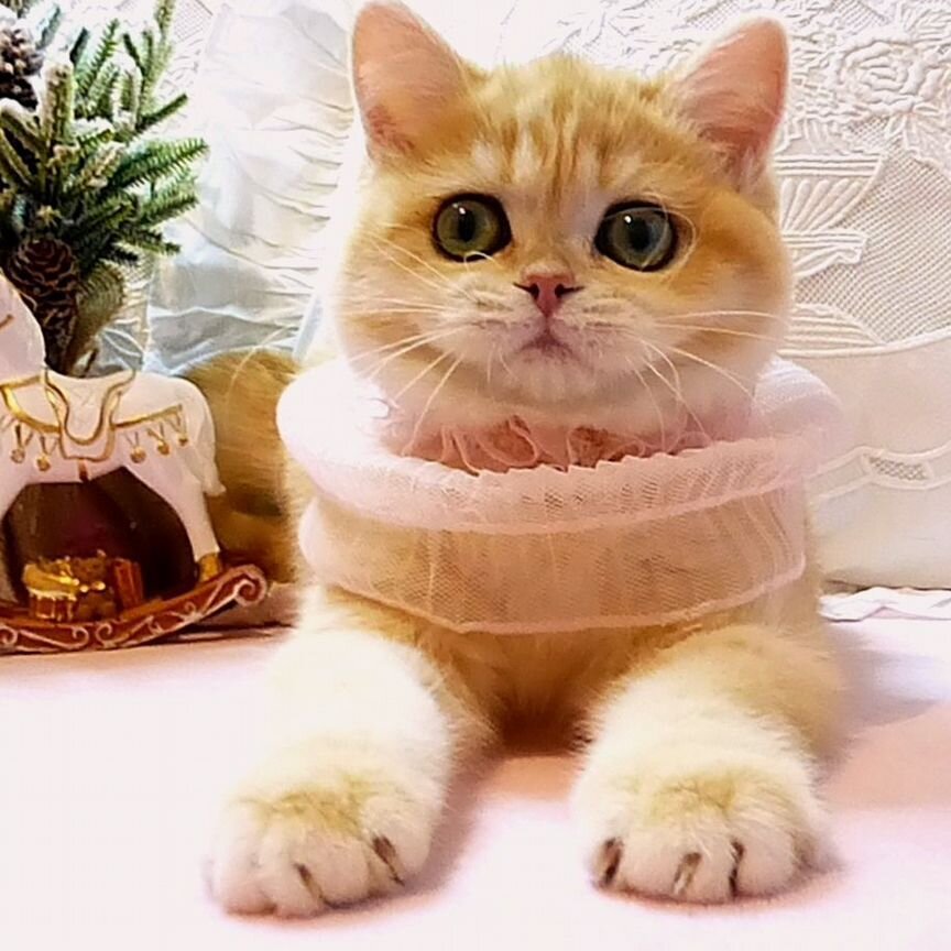 Британский короткошёрстный котёнок