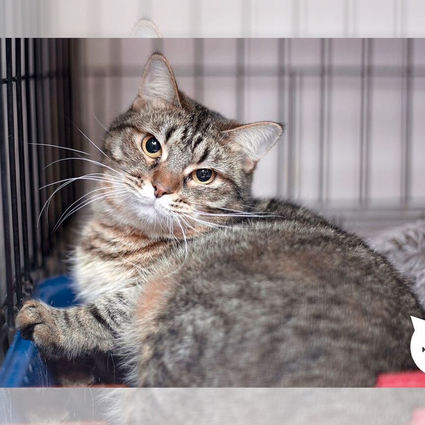 Европейская короткошёрстная, взрослая кошка из приюта