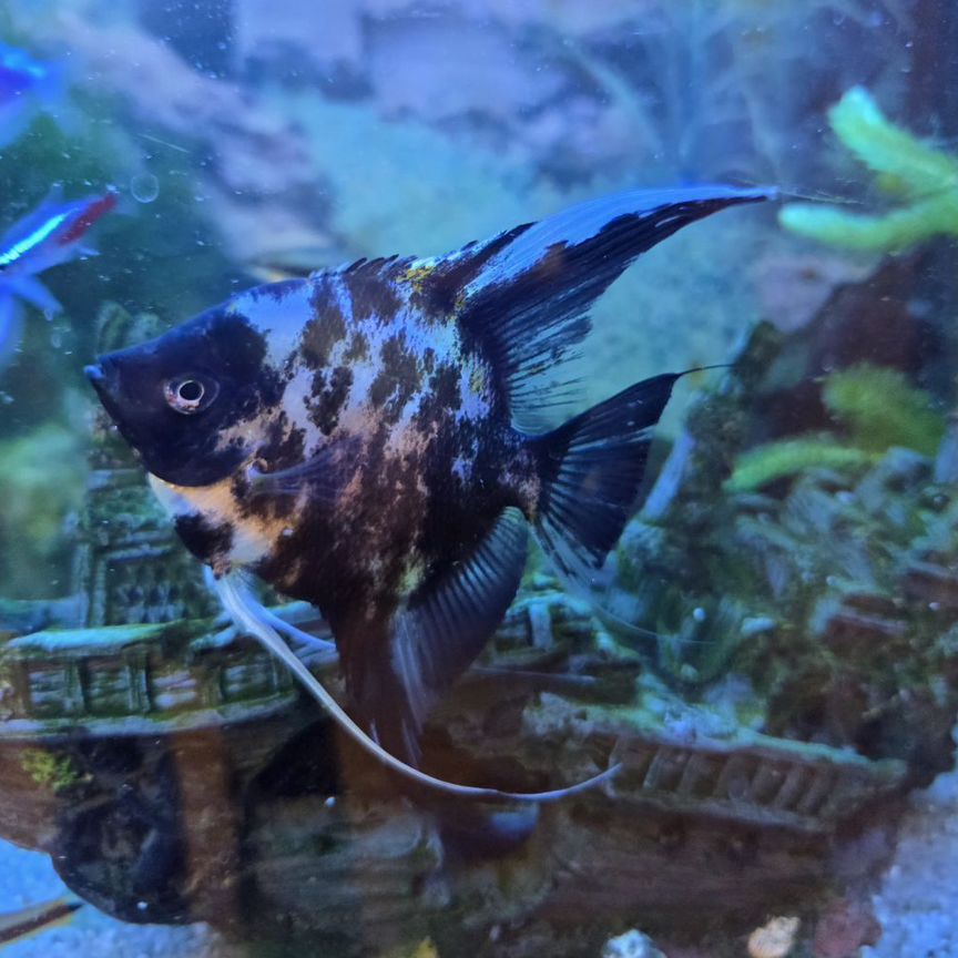 Рыбка Скалярия мраморная