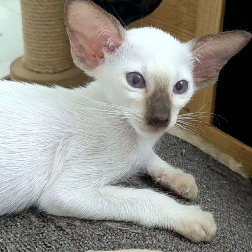 Ориентальный котёнок