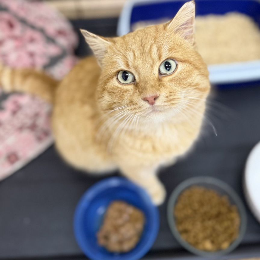 Взрослая кошка в добрые руки