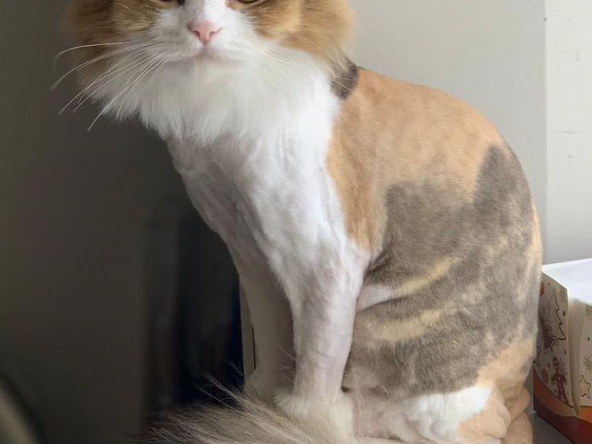 Отдам в добрые руки нашу умницу и красавицу