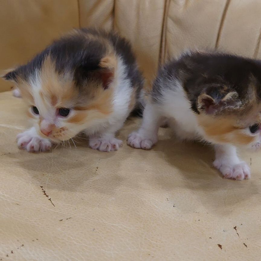 Котята трех цветные