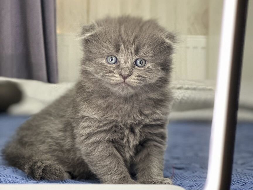 Шотладские вислоухие котята котенок