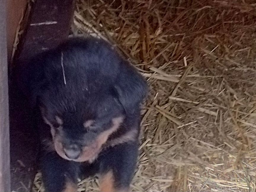 Щенки ротвейлера