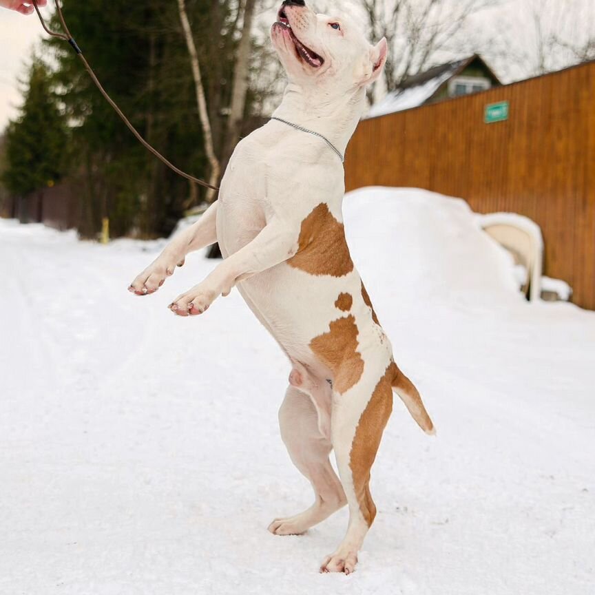 В хорошие руки амстафф кобель