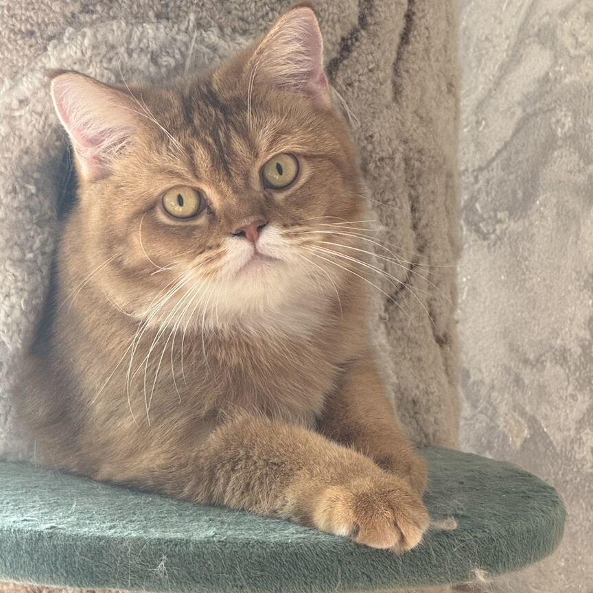 Шотландский прямоухий короткошёрстный котёнок