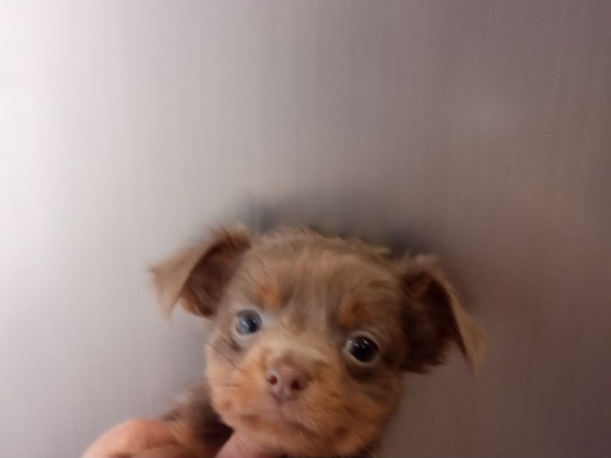 Лялечка хочет домой