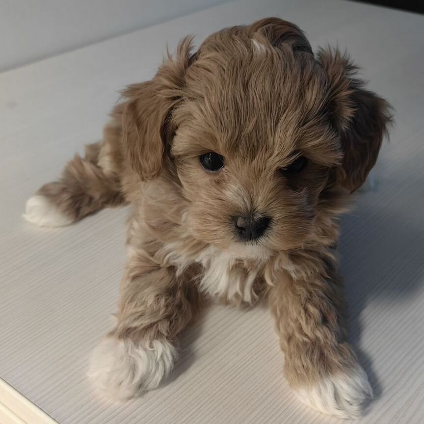 Мальтипу, щенок