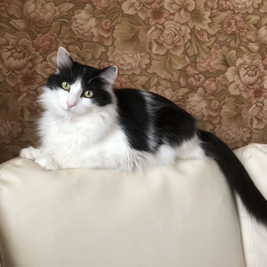 Кот в добрые руки