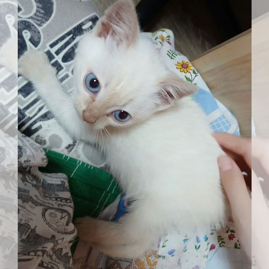 Породистые котята в дар. Тайская Крем Поинт