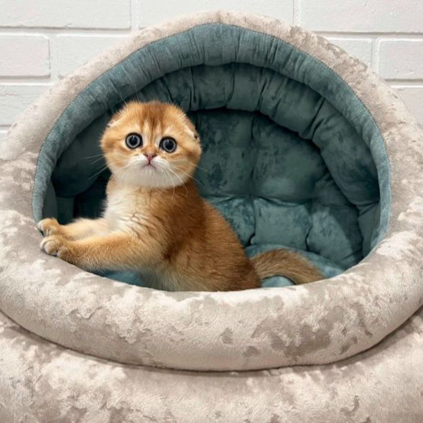Шотландские котята