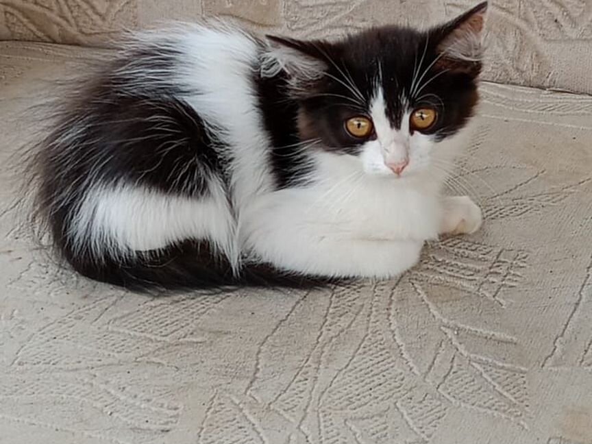 Котенок девочка в добрые руки