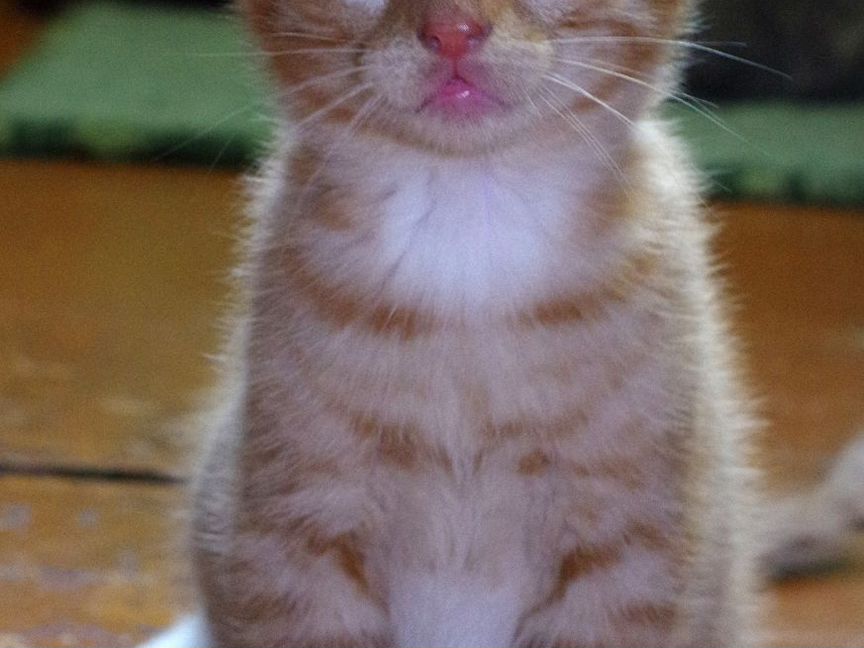 Рыже-Полосатик