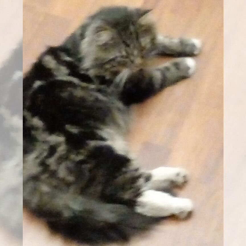 Сибирский кот