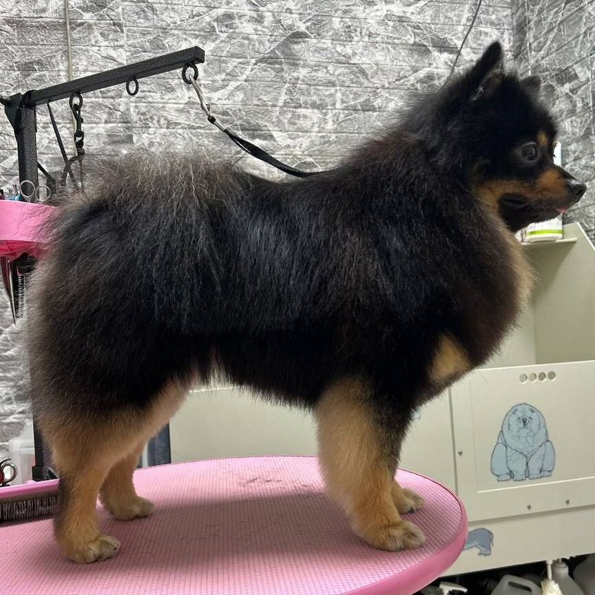 Кабель на случку