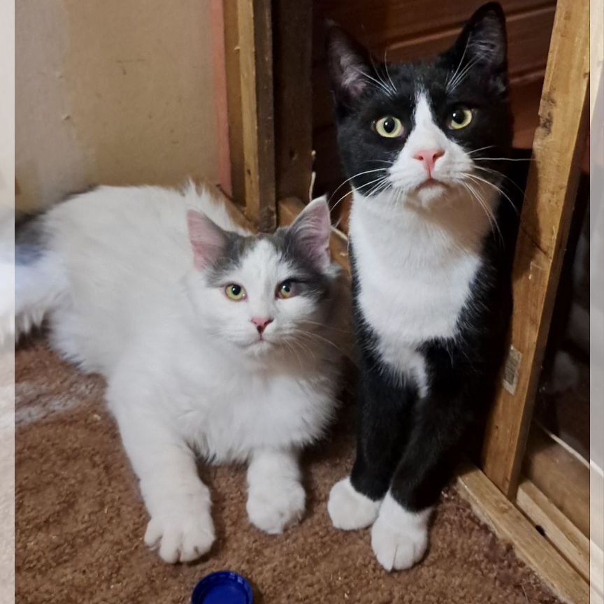 Взрослый кот в добрые руки