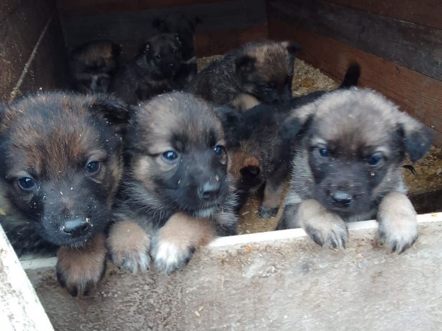 Отдам бесплатно щенков