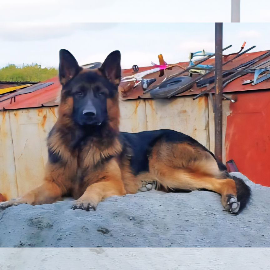 Немецкая овчарка, взрослый пёс