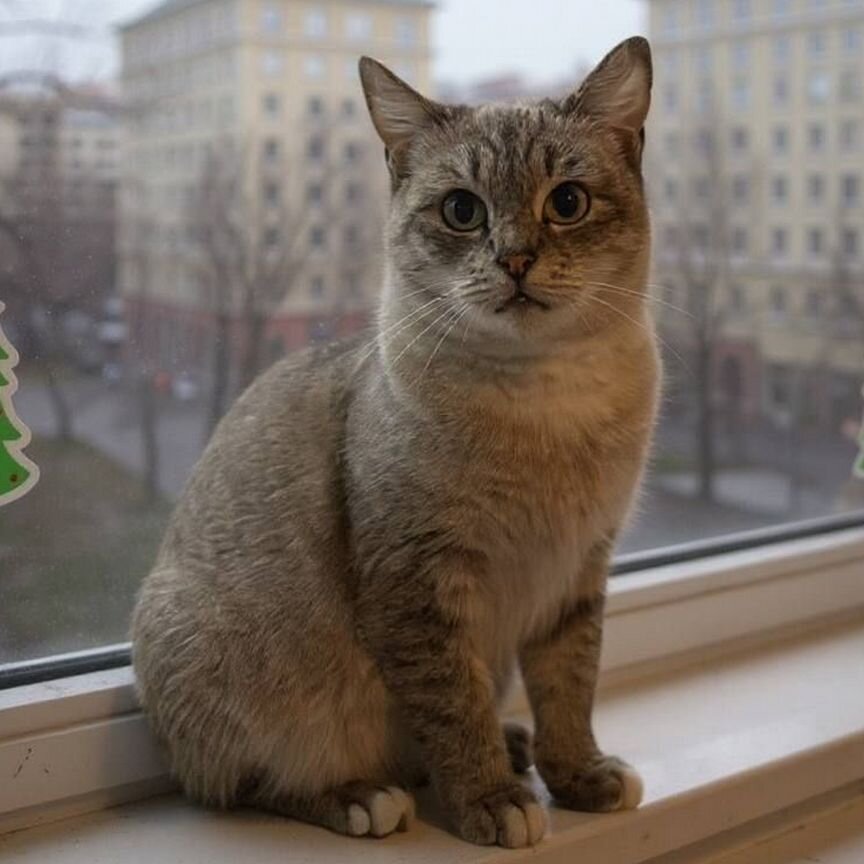 Взрослая кошка в добрые руки