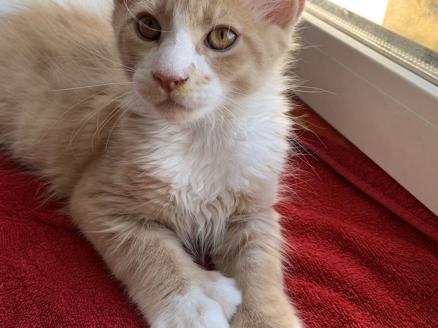 Котята мейн-кун полидакт