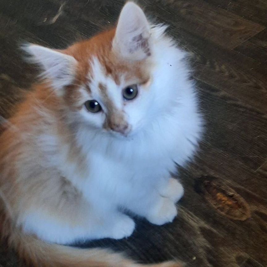 Котята отдам бесплатно