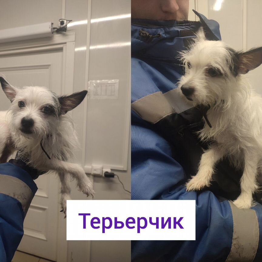 Подопечные приюта