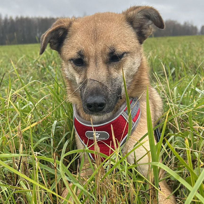 Взрослая собака в добрые руки