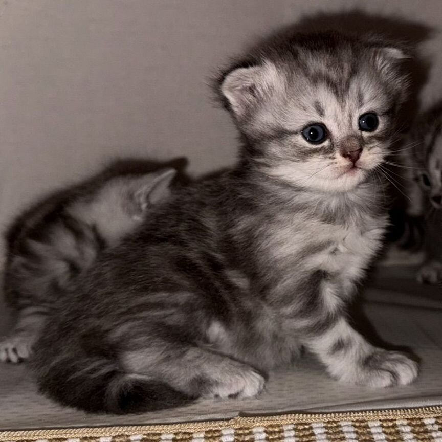Шотландский прямоухий длинношёрстный котёнок