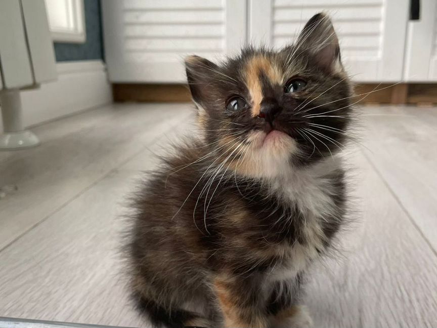 Трехшерстный котенок